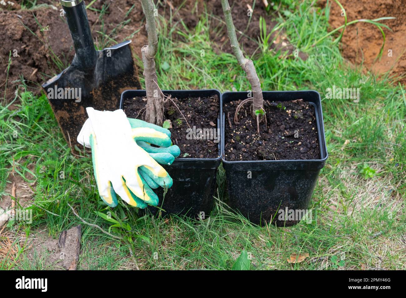 Une plantule de pommier dans le jardin est préparée pour la plantation ...
