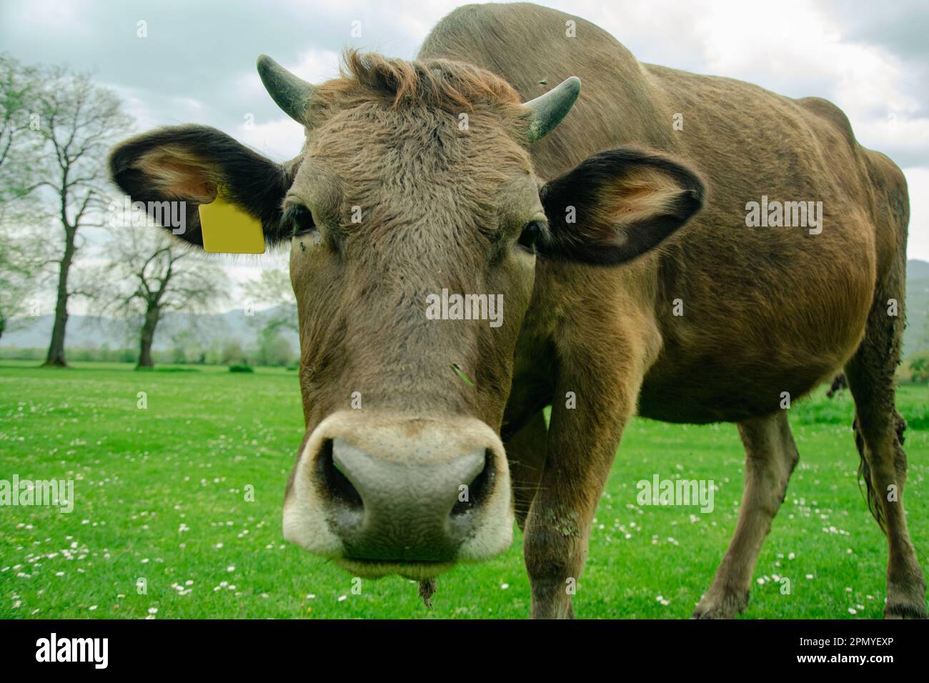 La vache brune a grandi dans le pâturage. Un groupe de vaches ou de ...