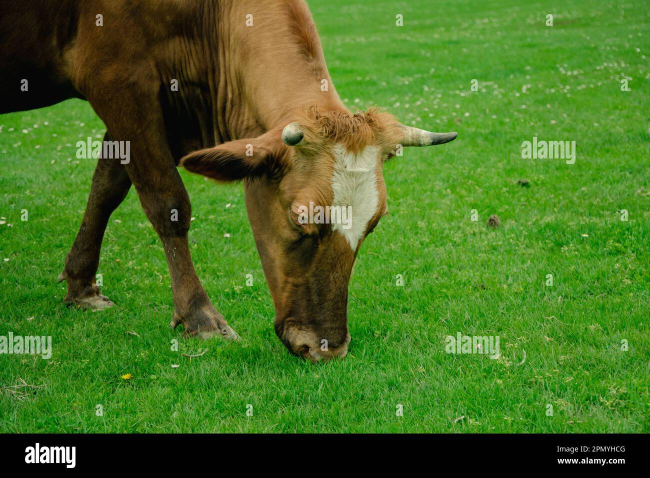 La vache brune a grandi dans le pâturage. Un groupe de vaches ou de ...