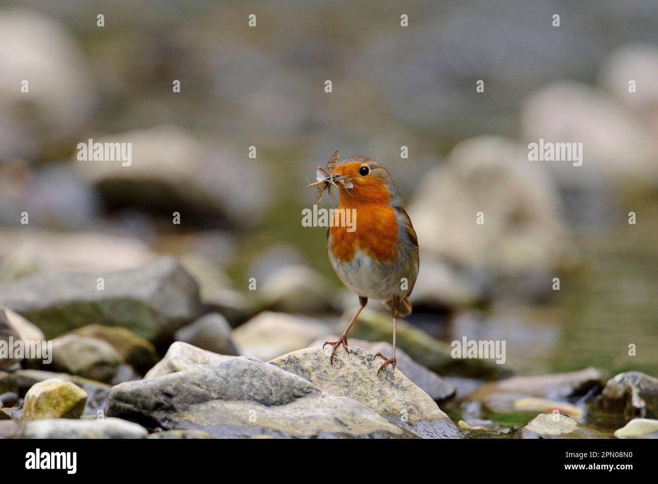 European robin flying Banque de photographies et d’images à haute ...