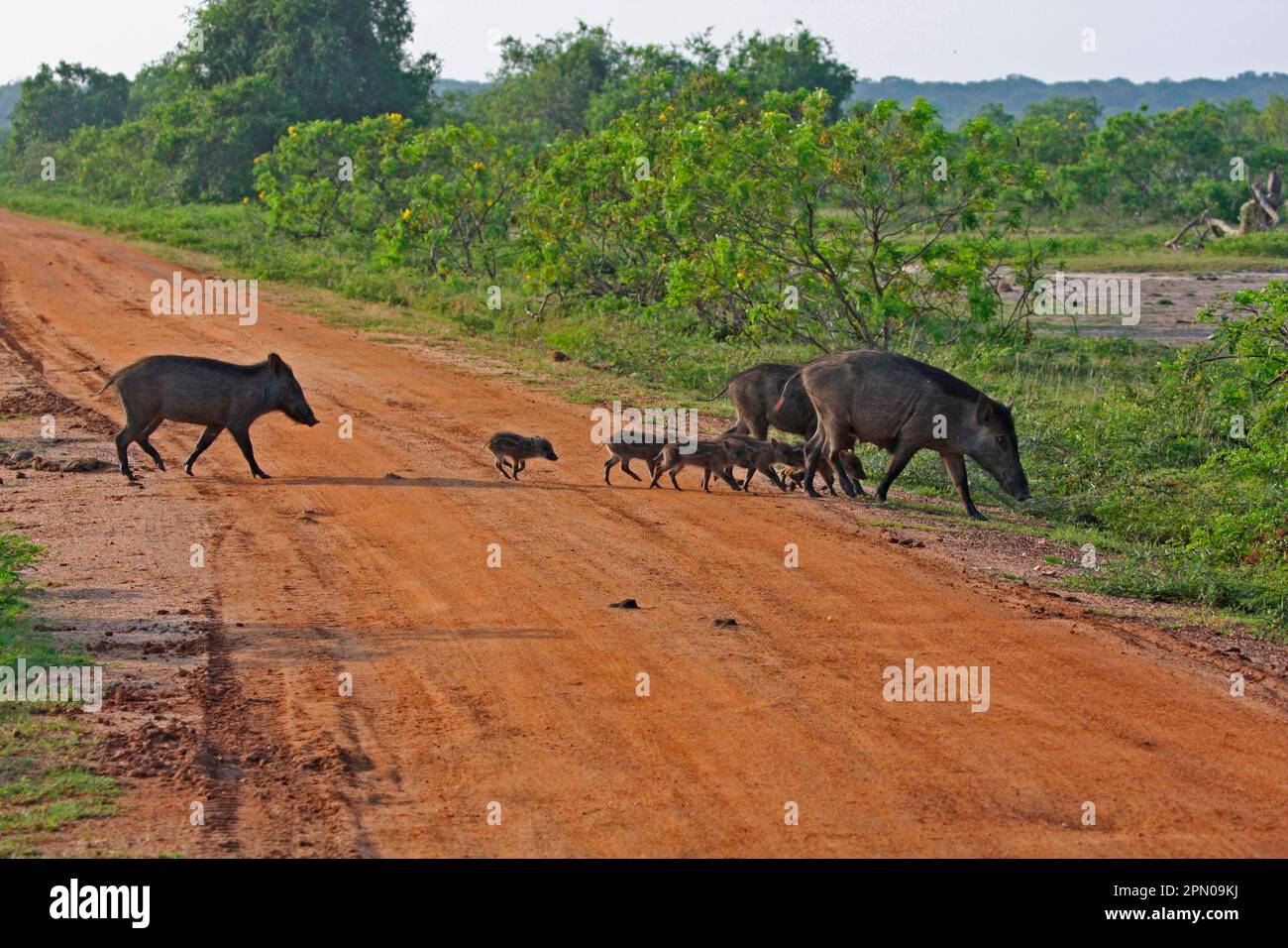 Indian wild pig Banque de photographies et d’images à haute résolution ...