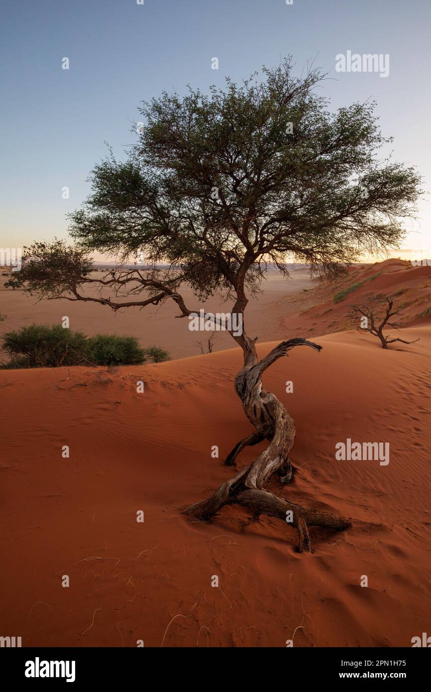Arbre tortueux Banque de photographies et d’images à haute résolution ...