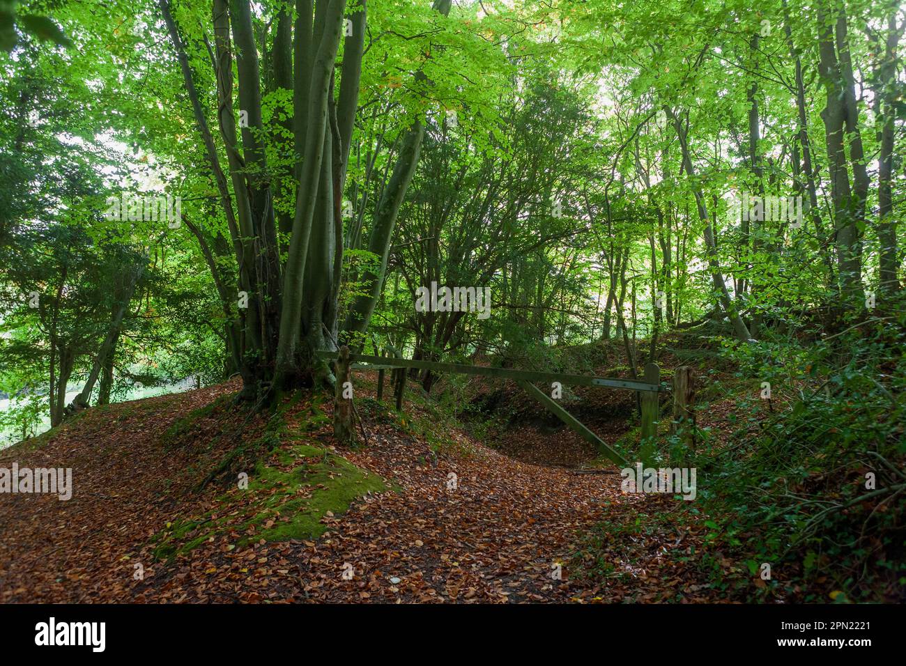 Chemin creux en forêt Banque de photographies et d’images à haute ...