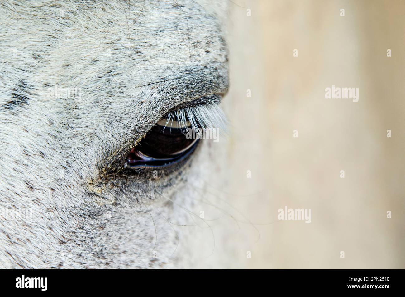 Oeil gris blanc Banque de photographies et d’images à haute résolution ...