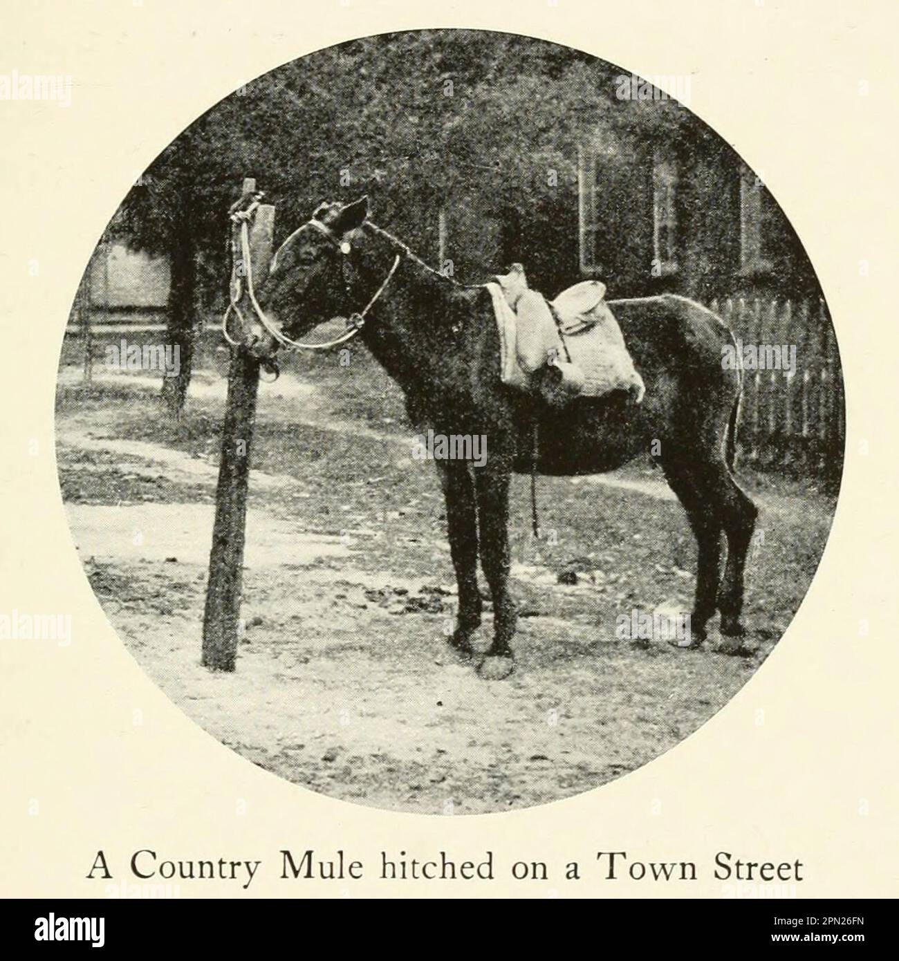 A Country Mule hited on a Town Street from the book ' Highways and ...
