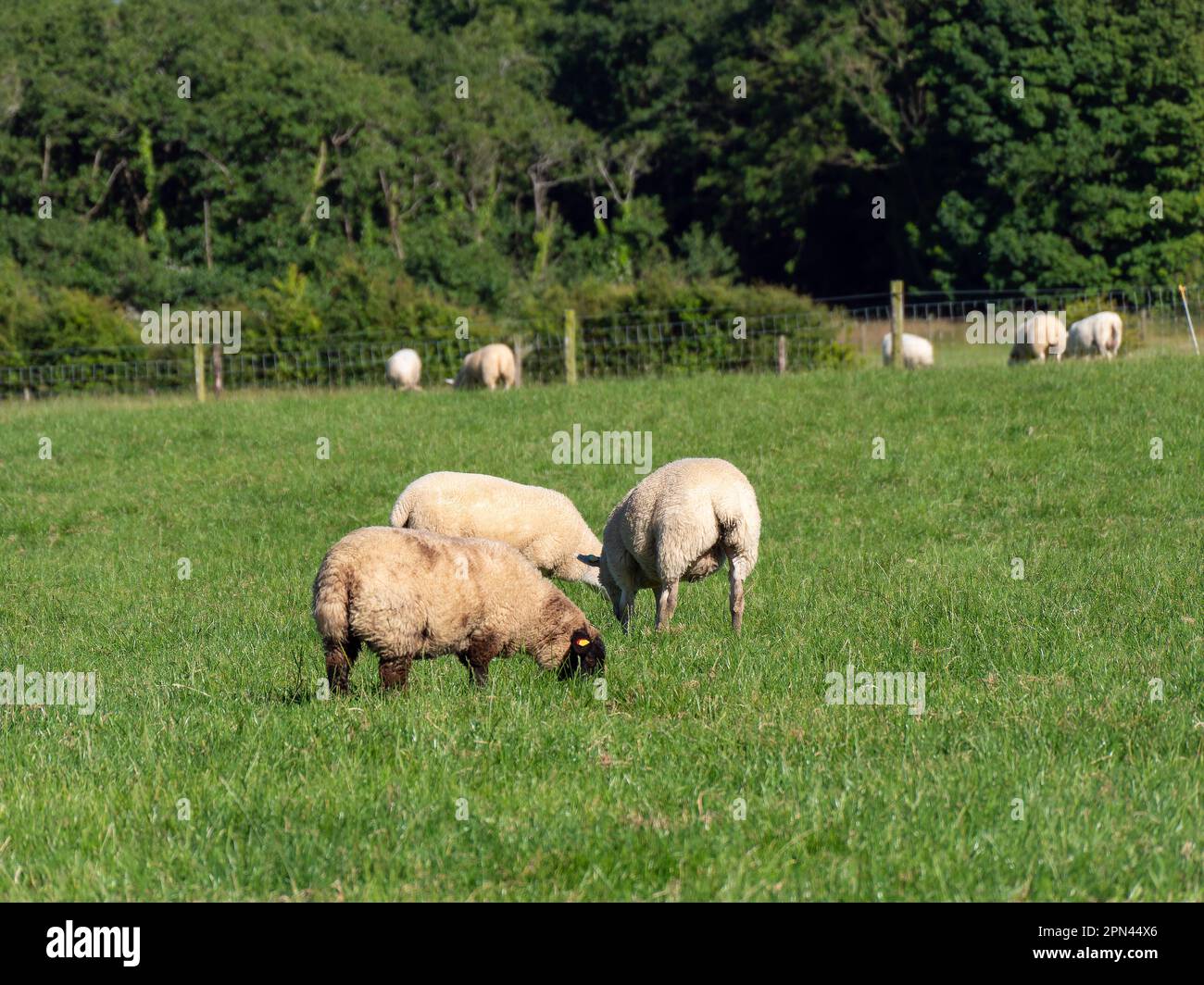 Quelques brebis sur un pâturage d'herbe un jour d'été. Animaux dans la ...
