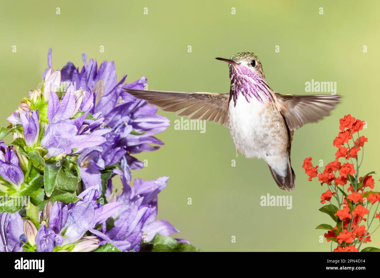 Calliope hummingbird Banque de photographies et d’images à haute ...