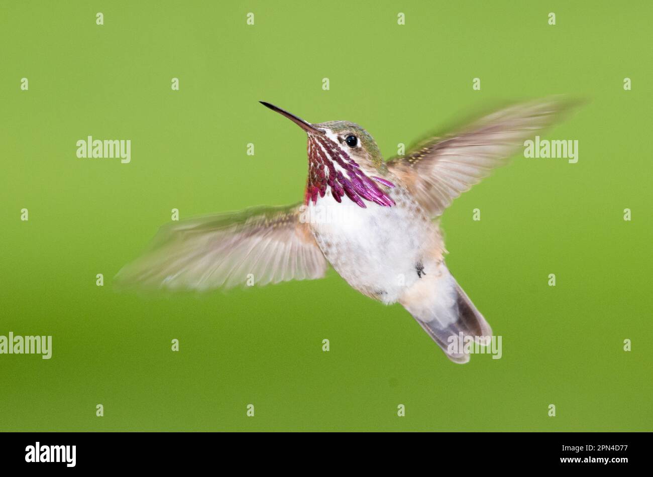 Calliope hummingbird Banque de photographies et d’images à haute ...