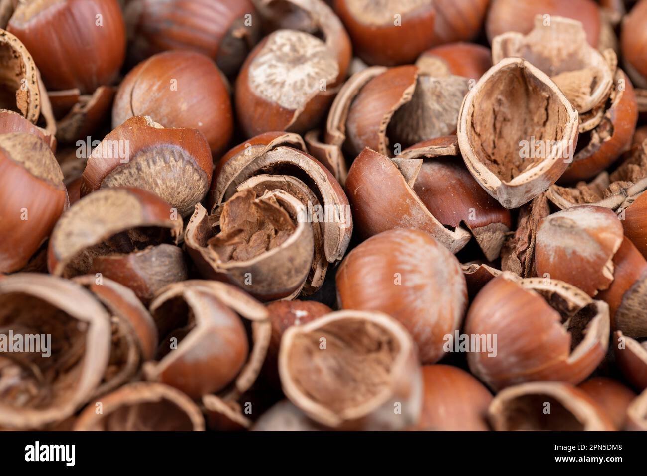 Une grande quantité de coquilles de noisettes avec une petite quantité ...