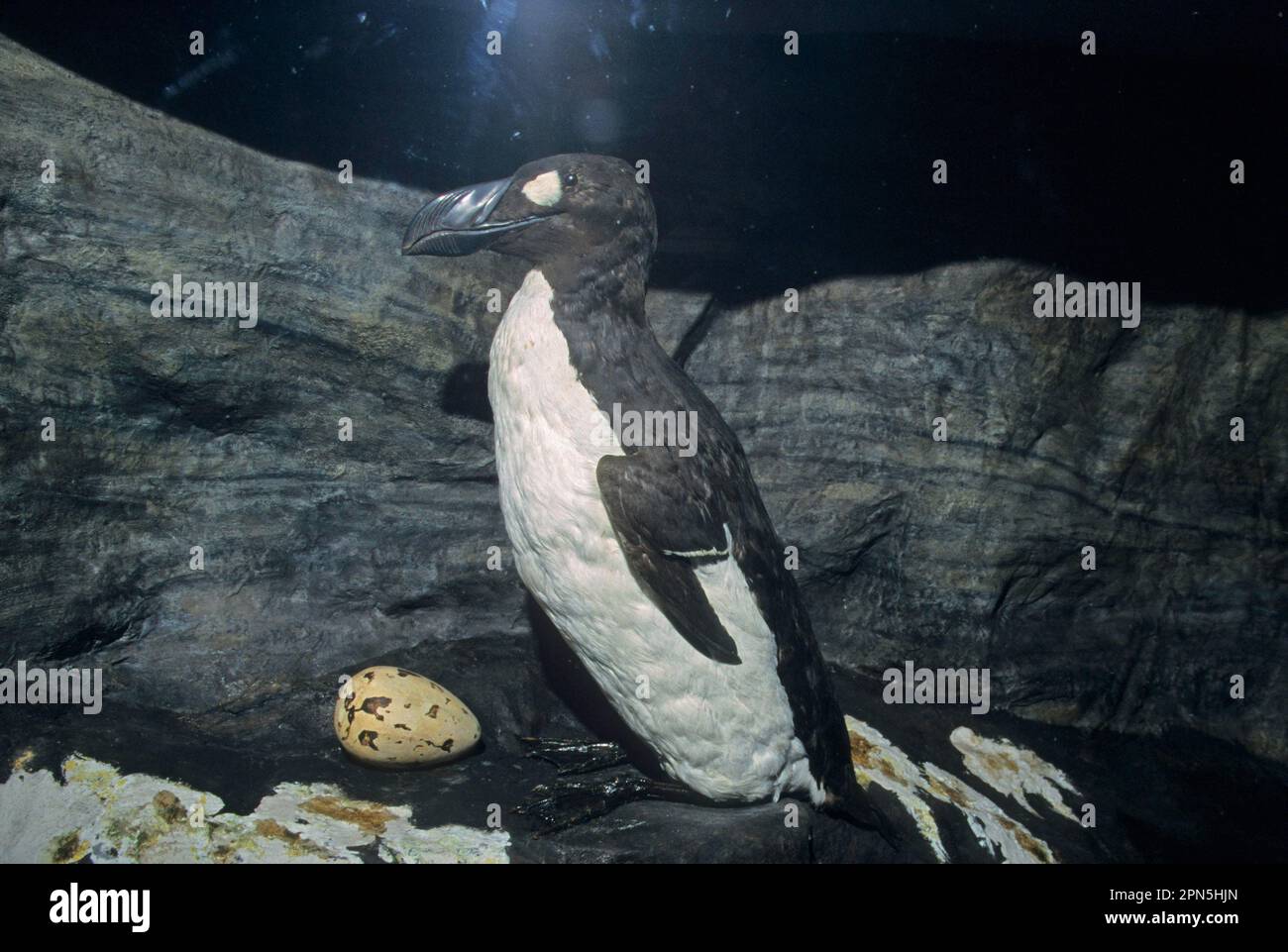 Grand grand grand spécimen monté auk (Pinguinus impennis) avec oeuf ...