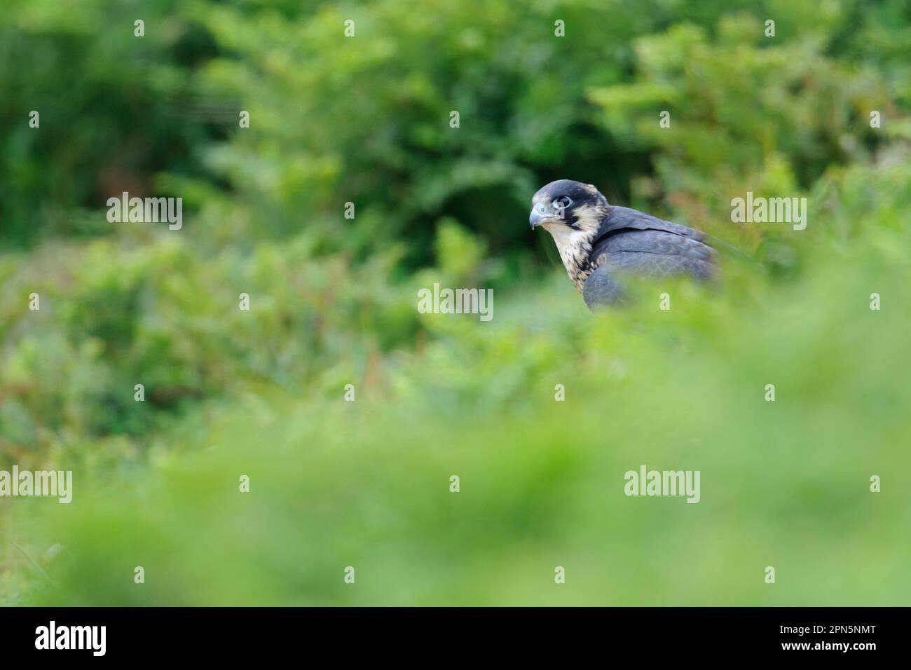 faucon pèlerin (Falco peregrinus), juvénile, debout sur les falaises ...