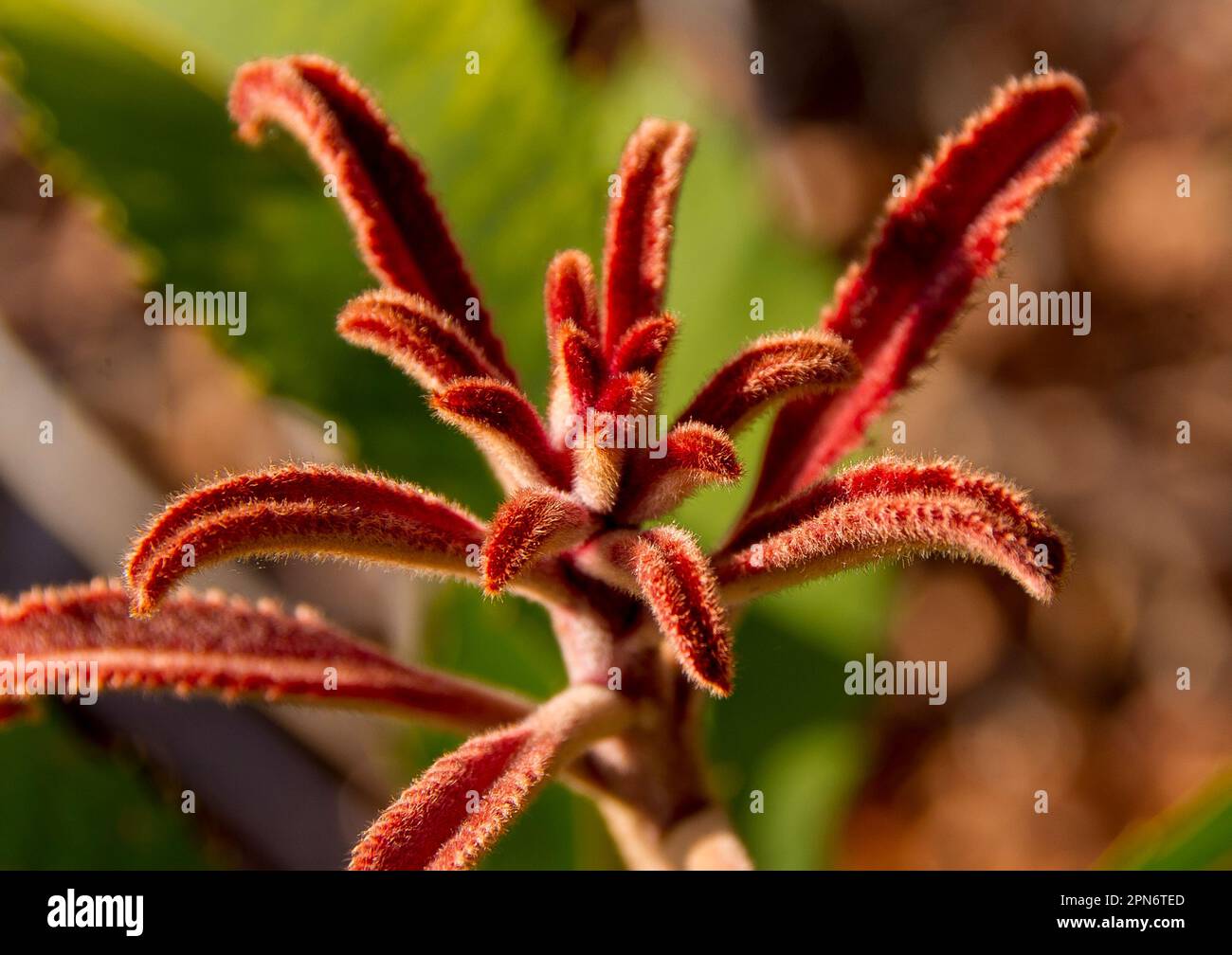 Fleurs autochtones Banque de photographies et d’images à haute ...