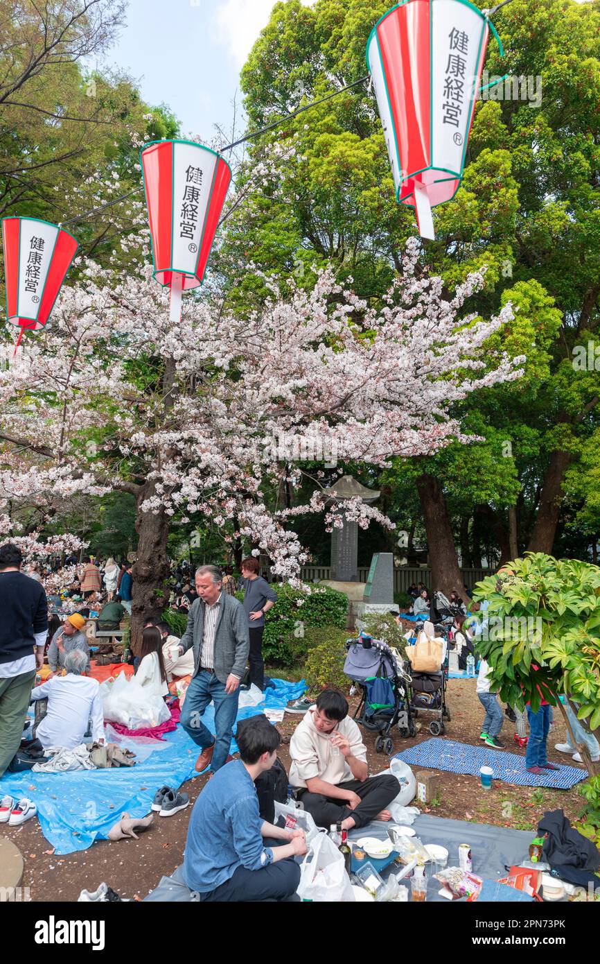Fleurs de cerisier au parc ueno Banque de photographies et d’images à ...
