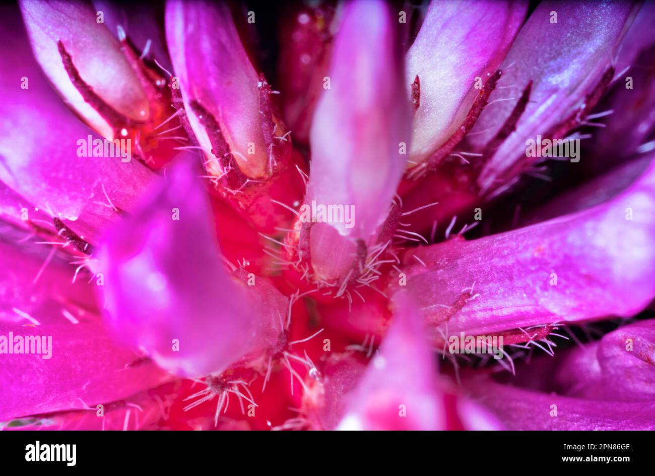 Fleur de trèfle à feuilles larges (Trifolium pratense) ultra macro ...