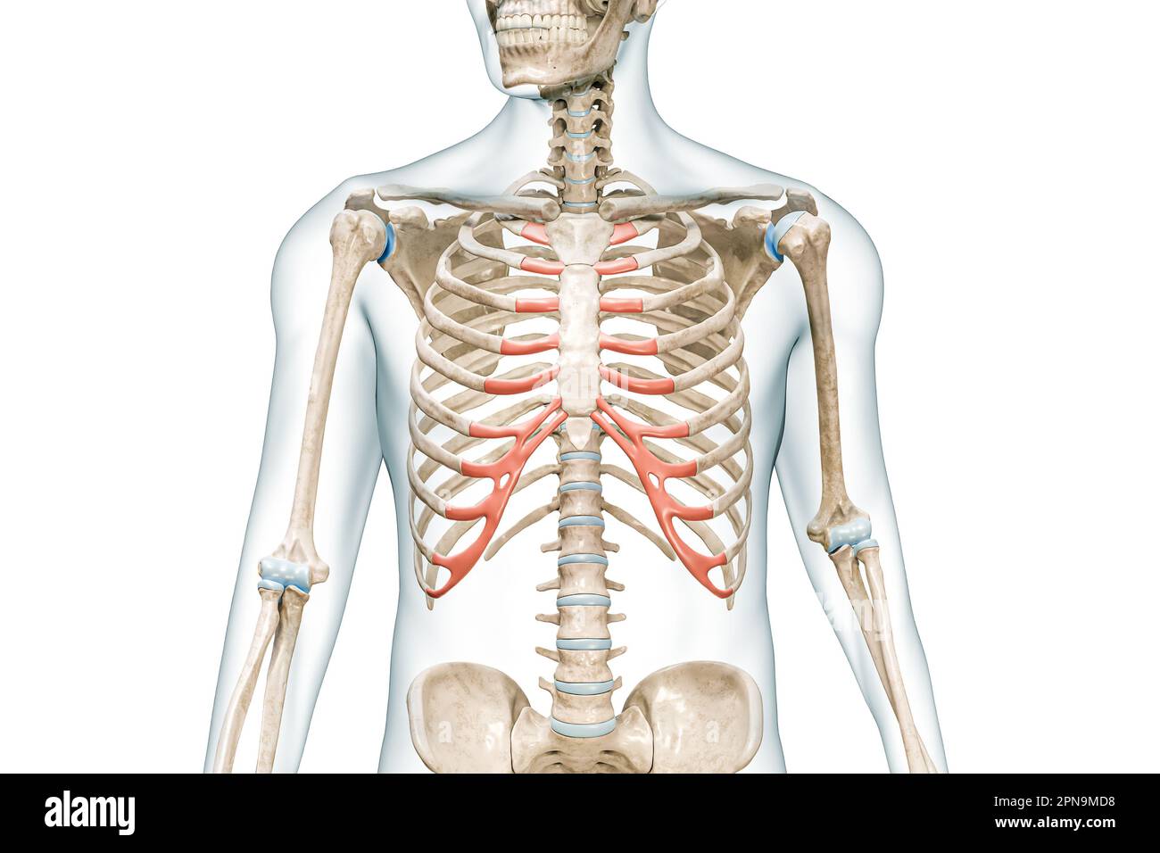 Cartilage costal de couleur rouge avec illustration de rendu corps 3D ...