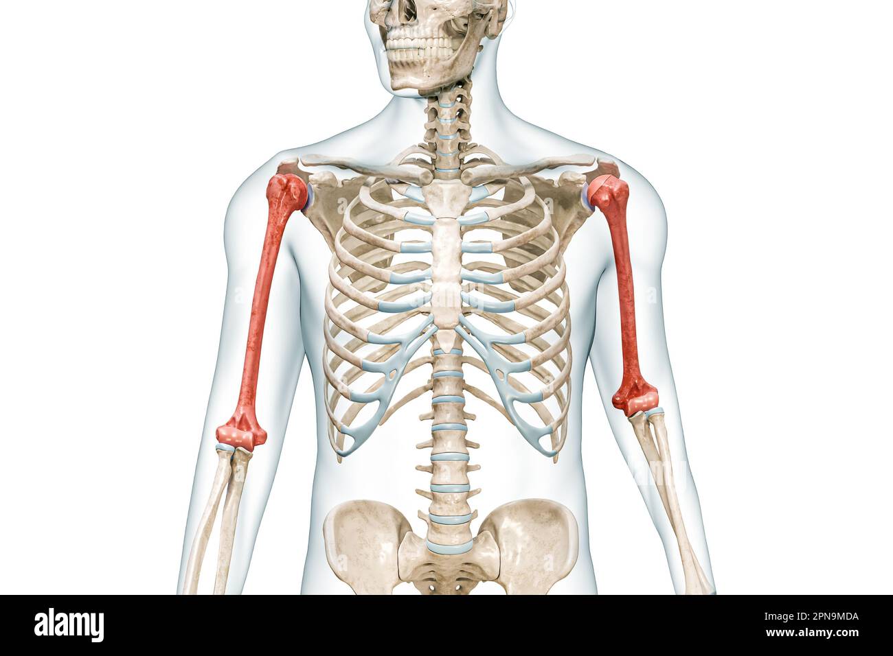L'os du bras de l'humérus est de couleur rouge et l'illustration du ...