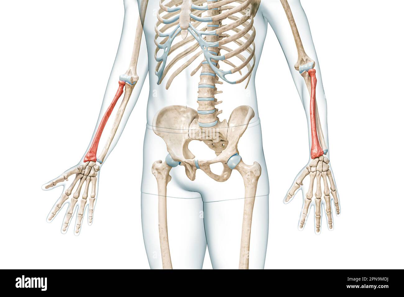 Os d'avant-bras RADIUS de couleur rouge avec illustration de rendu ...