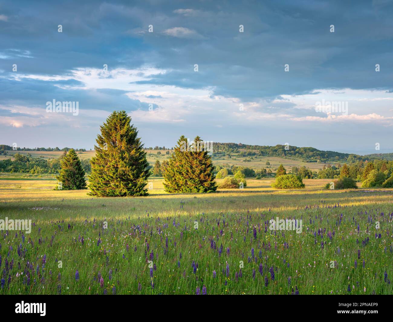 Paysage typique de la réserve de la biosphère de Rhoen avec prairie de ...