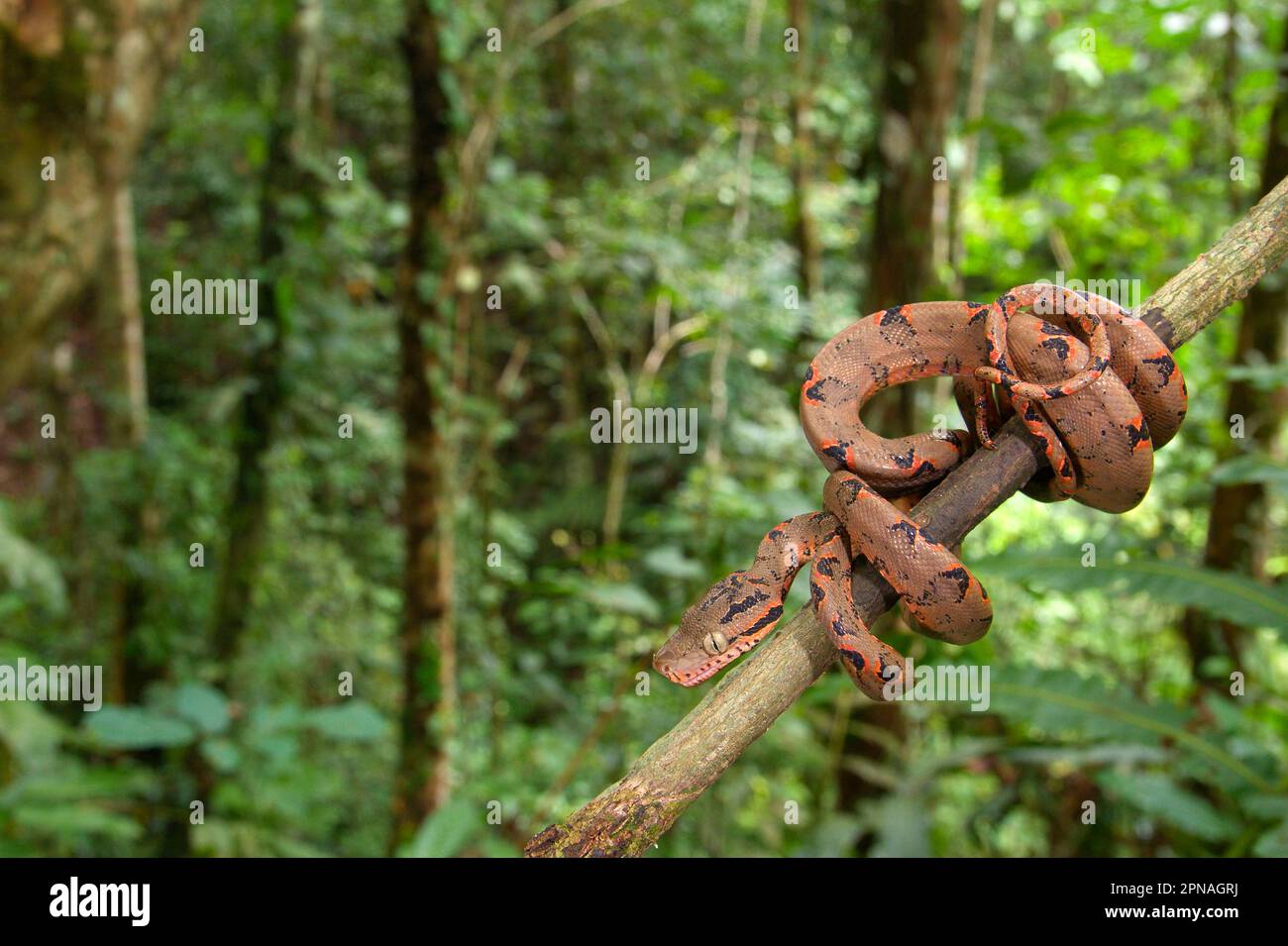 Serpent boas constrictor jeune Banque de photographies et d’images à ...