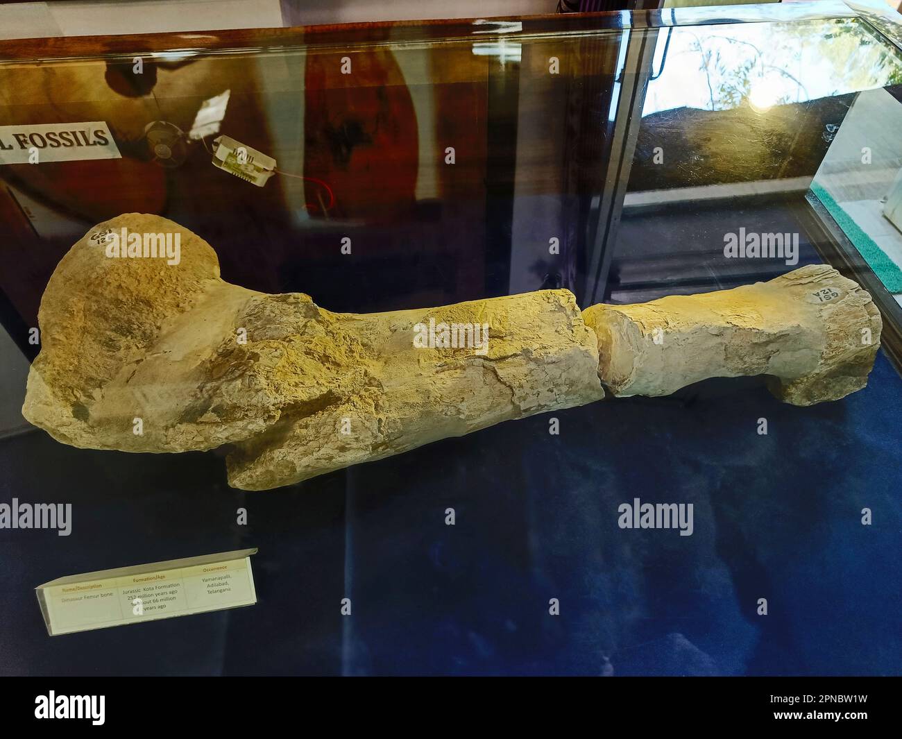 Un fémur de dinosaures fossilisé, exposé au Fossil Park à Hyderabad, en ...