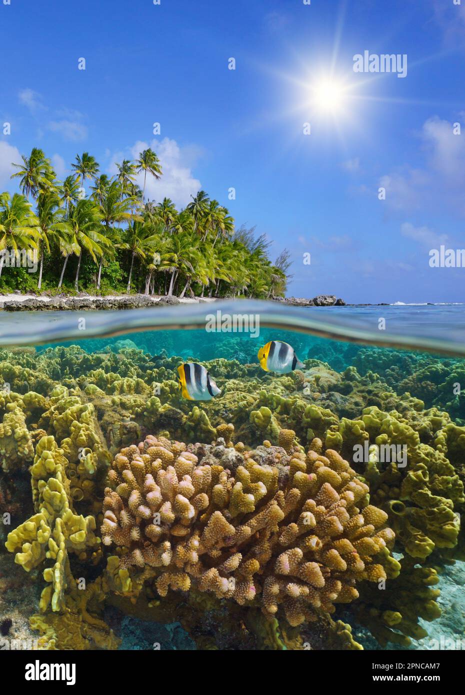 Récif de corail avec poissons sous-marins et le littoral tropical des ...