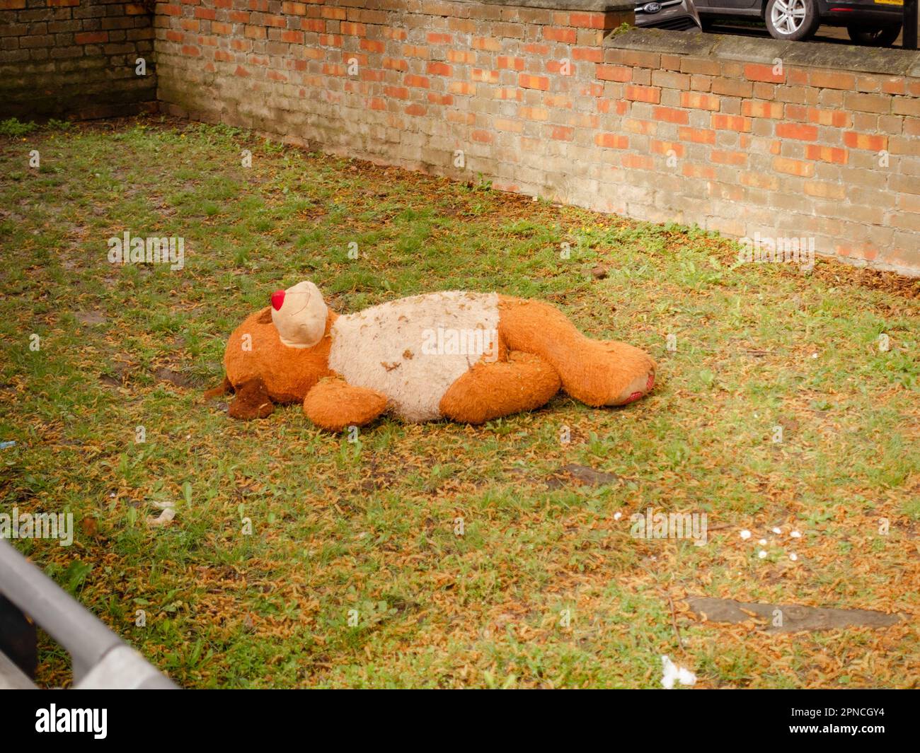 Ours solitaire Banque de photographies et d’images à haute résolution ...