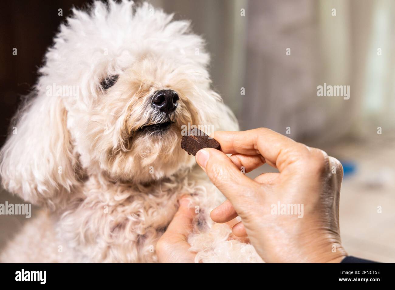 Gros plan sur l'alimentation de la main chien animal avec chewable pour ...