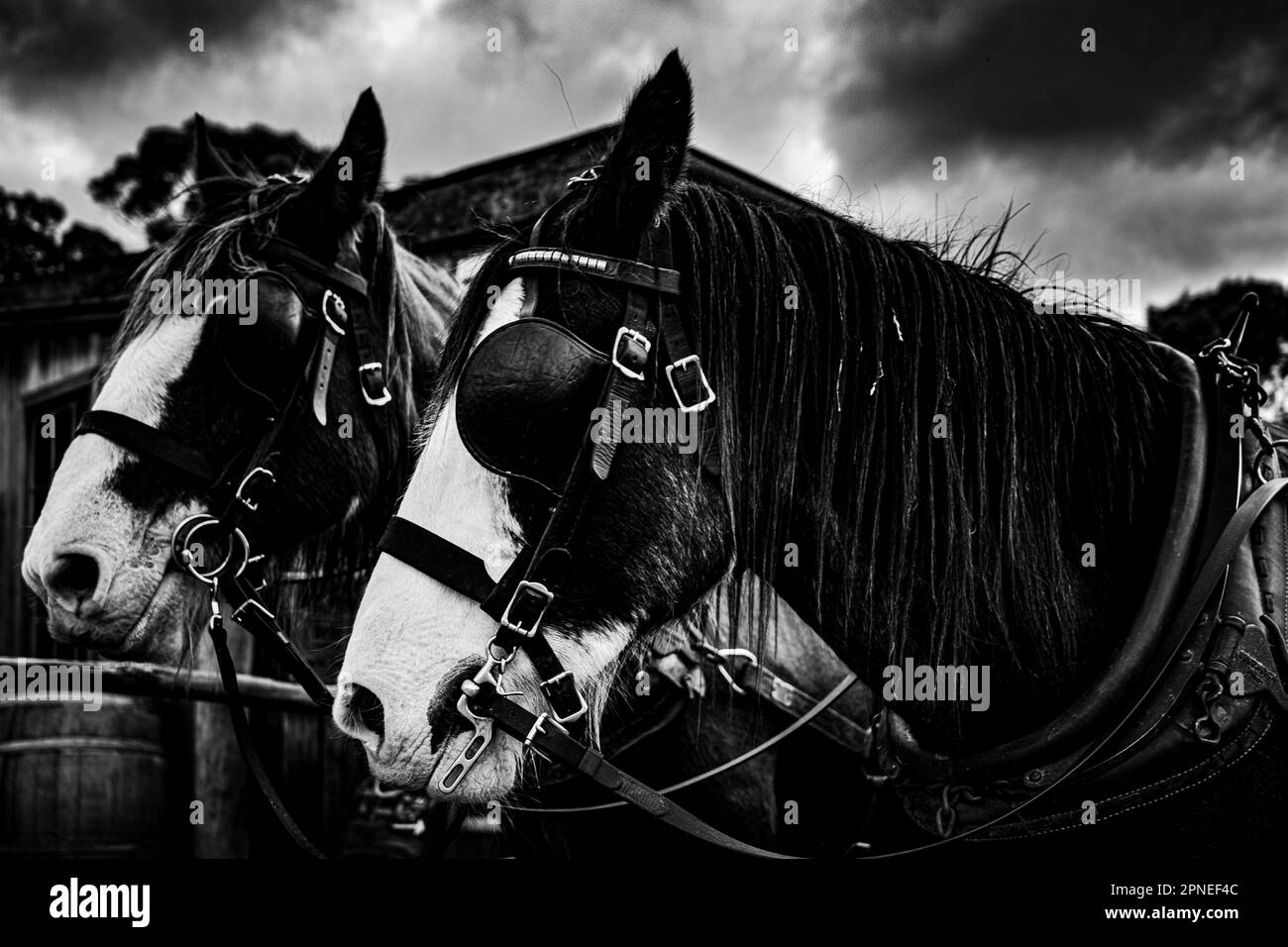 Black and white stallion Banque de photographies et d’images à haute ...