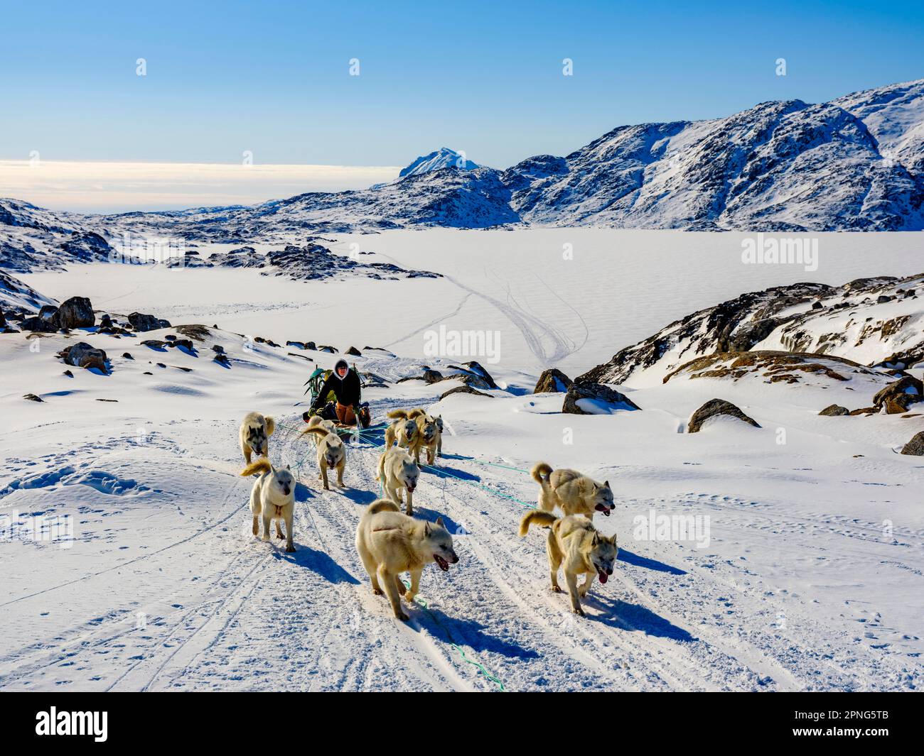 Inuit avec son équipe de chiens de traîneau, Tasiilaq, île Ammassalik ...