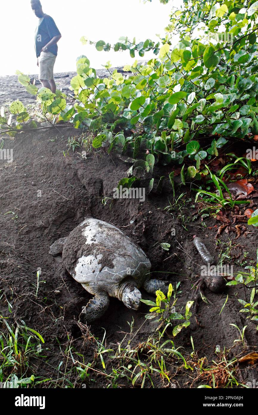 Tortue verte (Chelonia mydas) pontant des œufs, parc national de ...