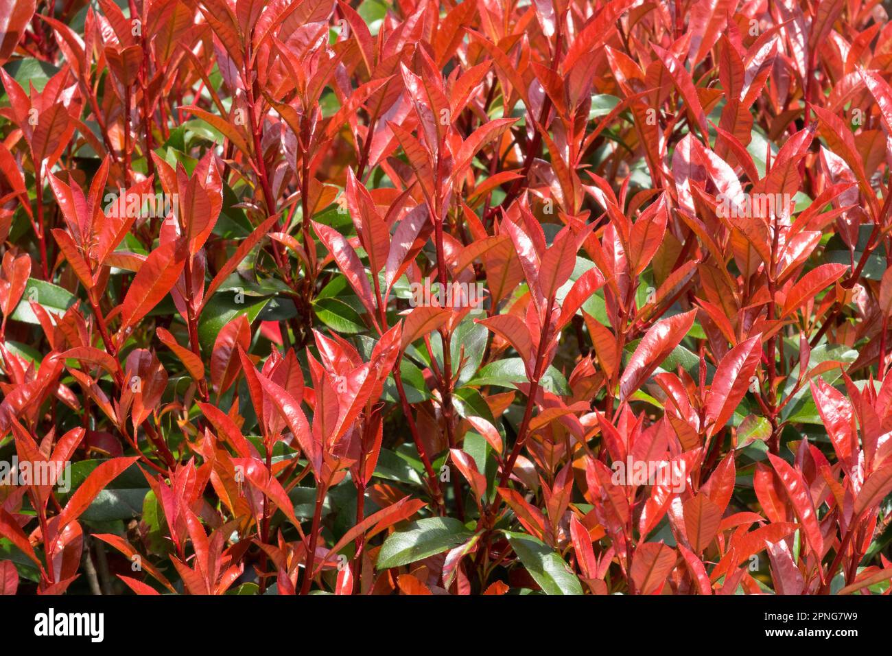 Haie rouge Banque de photographies et d’images à haute résolution - Alamy