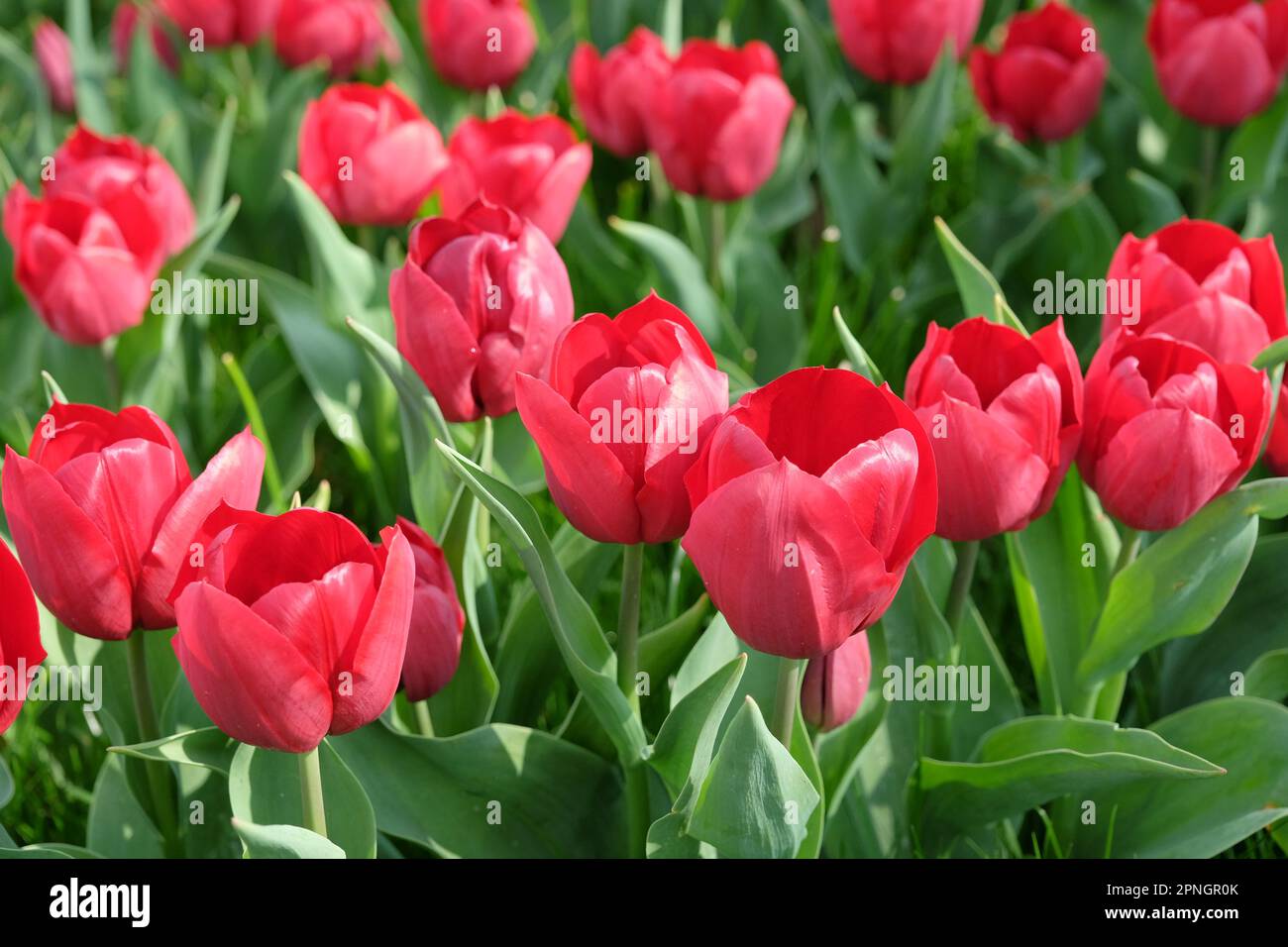 Tulipe pallada Banque de photographies et d’images à haute résolution ...
