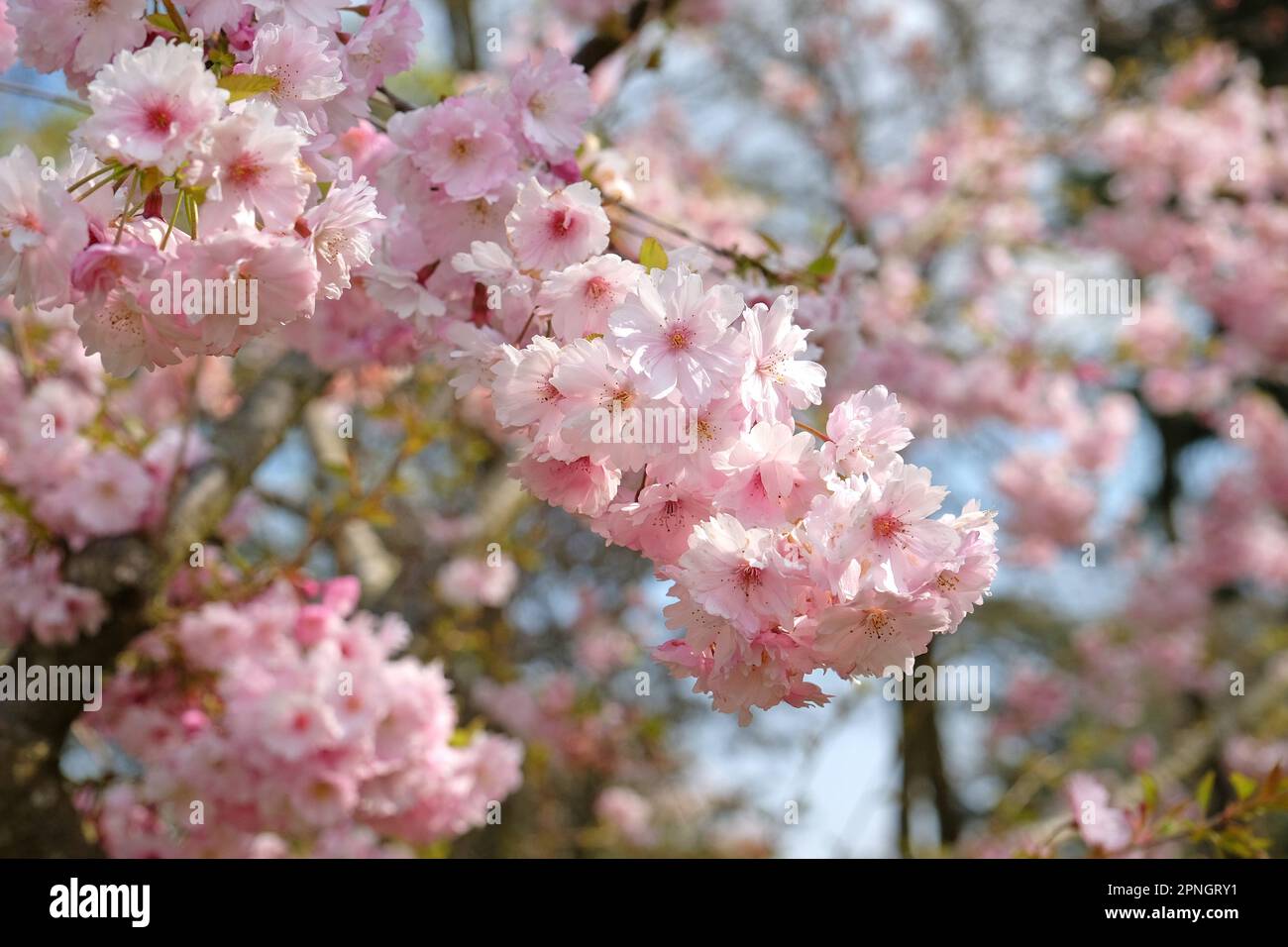 Prunus fleur rose Banque de photographies et d’images à haute ...