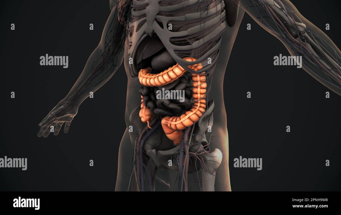 Anatomia del intestino Banque de photographies et d’images à haute ...
