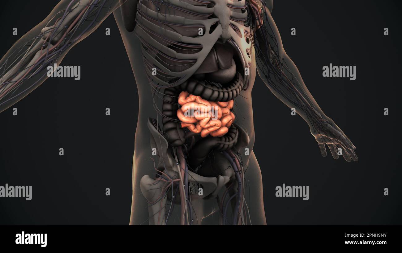 Anatomie de l'intestin grêle humaine Photo Stock - Alamy