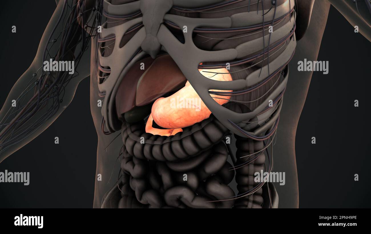 Anatomie abdominaux Banque de photographies et d’images à haute ...