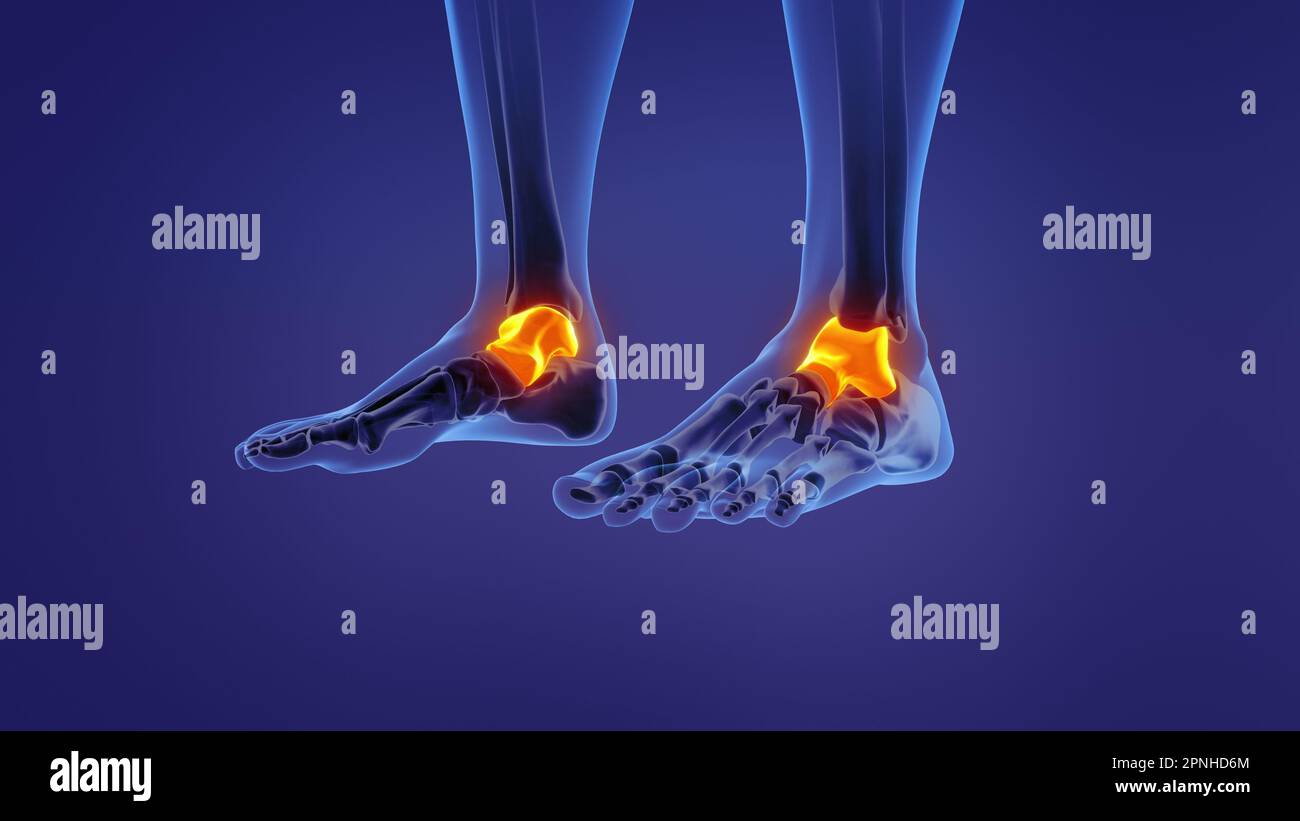 Anatomie du pied humain Banque de photographies et d’images à haute ...