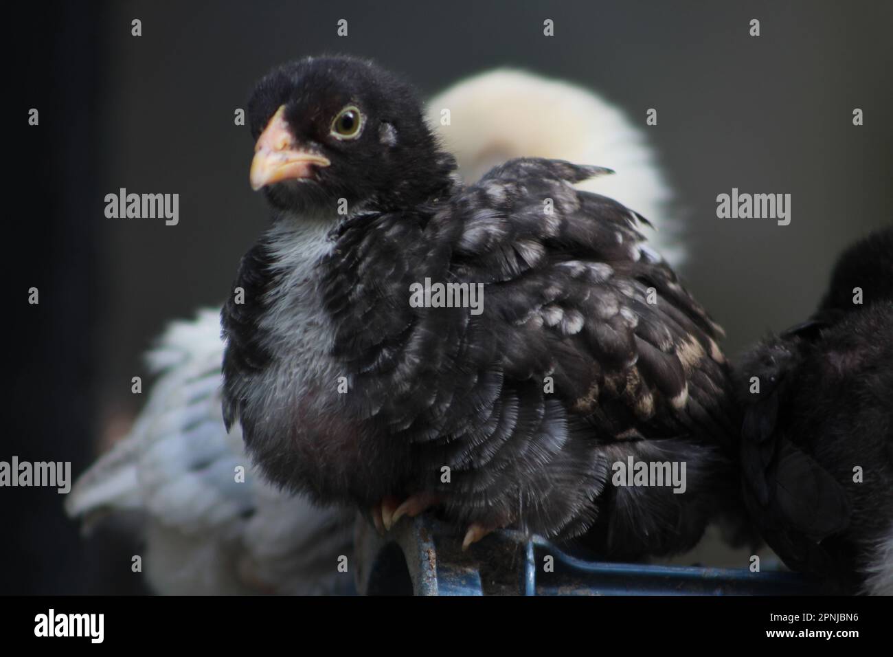 Petit poussin noir Banque de photographies et d’images à haute ...