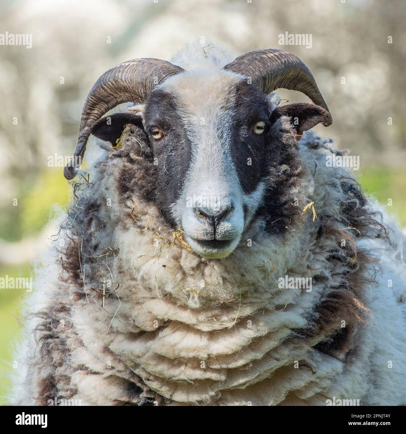 Jacob sheep Banque de photographies et d’images à haute résolution - Alamy