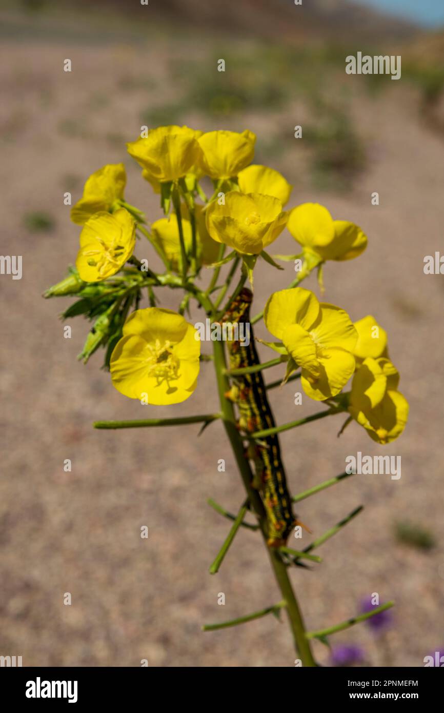 Ces chenilles de papillon sphinx sont occupées à s'empailler sur une ...