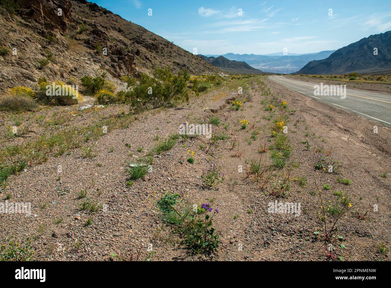Ces chenilles de papillon sphinx sont occupées à s'empailler sur une ...