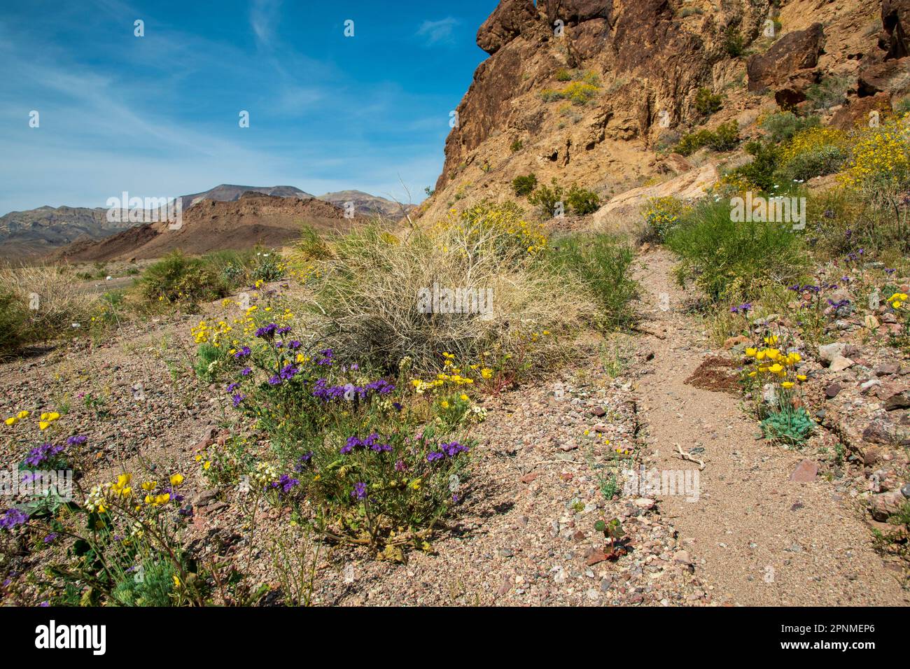 Ces chenilles de papillon sphinx sont occupées à s'empailler sur une ...