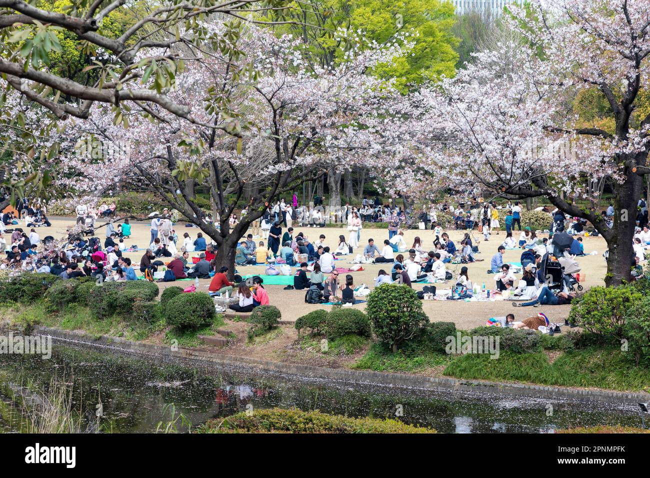 Pique-nique aux cerisiers en fleurs Chiyoda City Tokyo, printemps 2023 ...