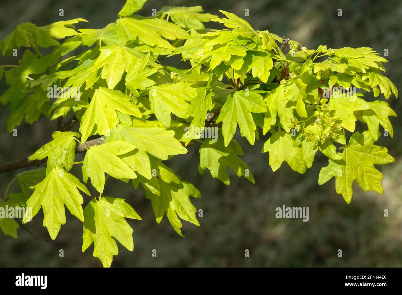 Érable de champ, Acer campestre 'Postelense' Acer campestre laisse de ...