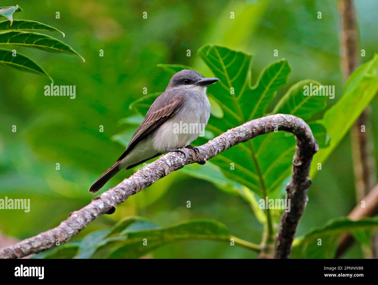 Le roi oiseau tyrannus adulte Banque de photographies et d’images à ...