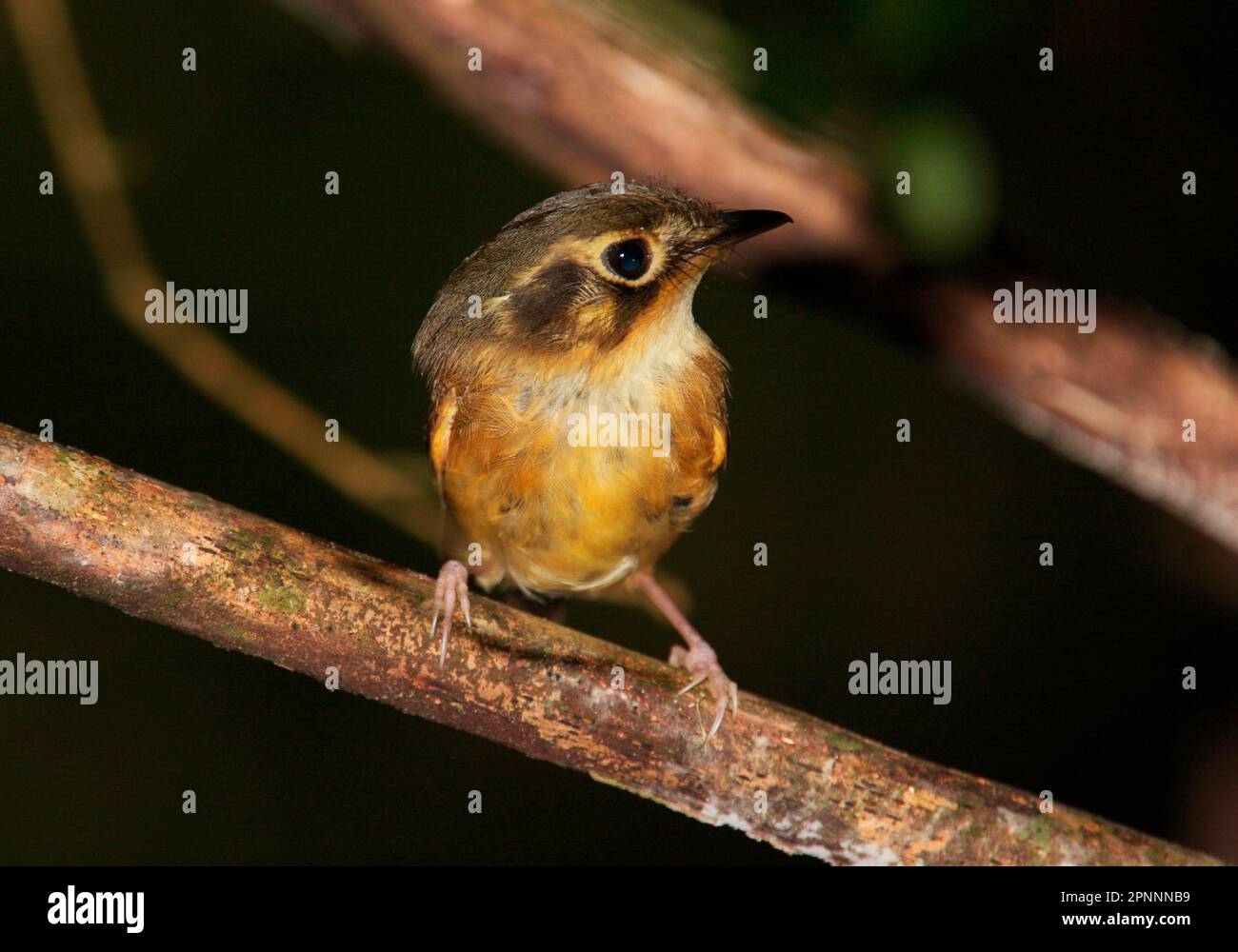 Platyrinchus platyrhynchos Banque de photographies et d’images à haute ...
