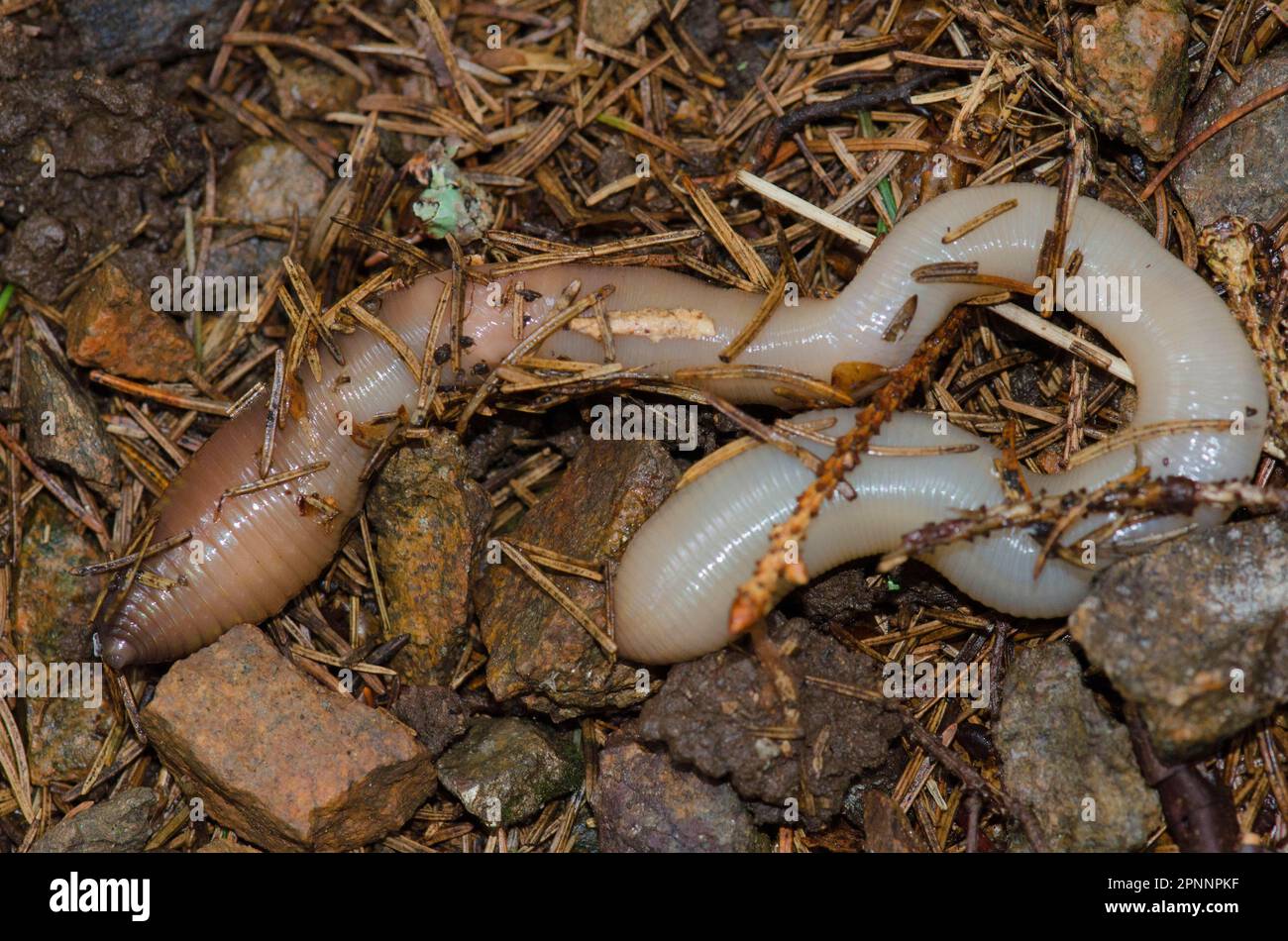 Ver de terre géant Banque de photographies et d’images à haute ...