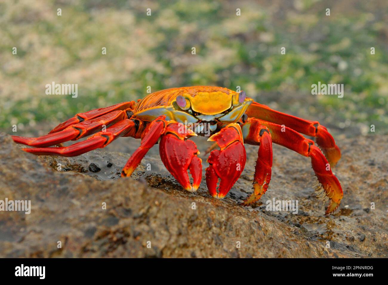 Crabe clipper Banque de photographies et d’images à haute résolution ...