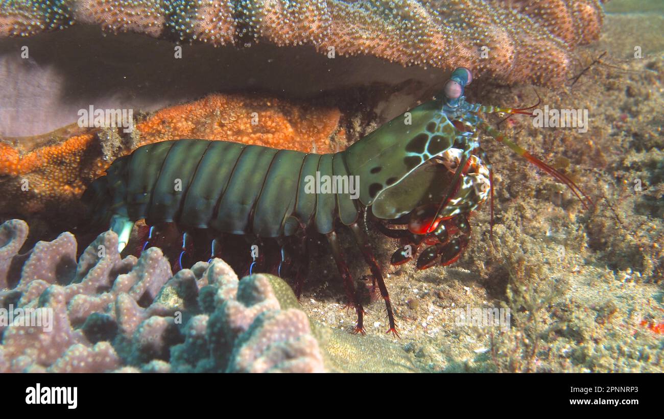 Crevettes mantis de Peacock (Odontodactylus scyllarus), site de plongée ...