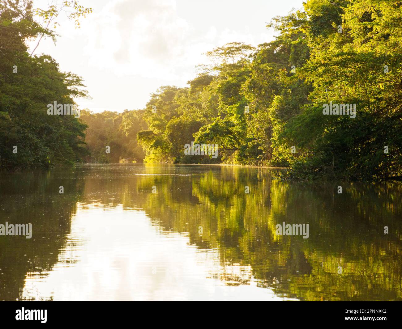 Amazonie - mur de forêt tropicale verte de la jungle amazonienne, enfer ...